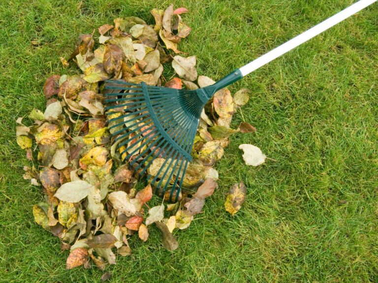 A Complete Guide to Yard Cleanup | Sally’s Flower Shop