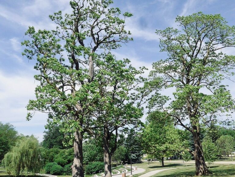 The Top 10 Shade Trees to grow in Your Wisconsin Yard