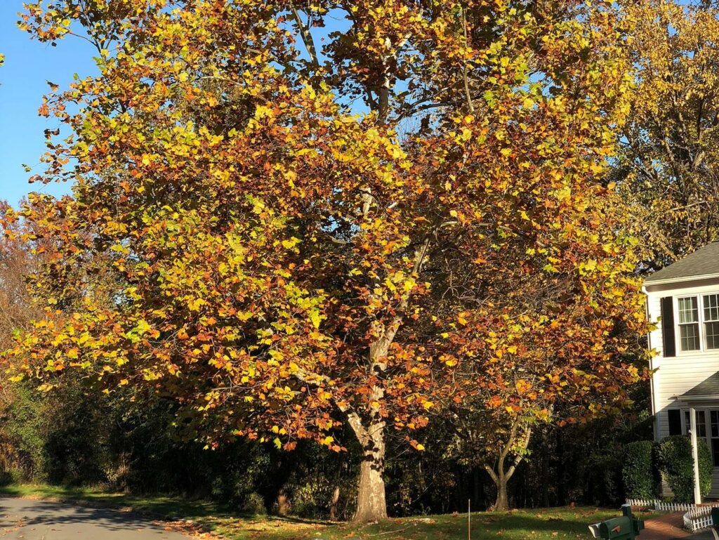 The Top 10 Shade Trees to grow in Your Wisconsin Yard